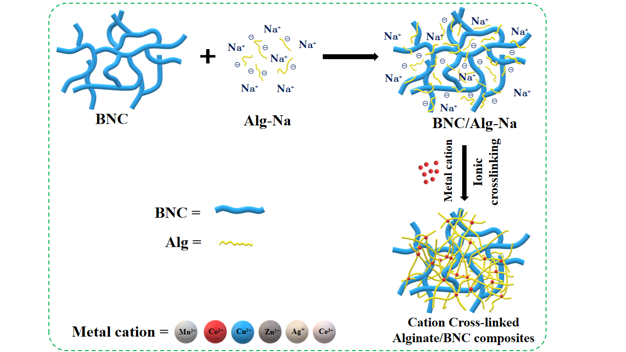 Bacterial nanocellulose-enhanced alginate double-network hydrogels ...