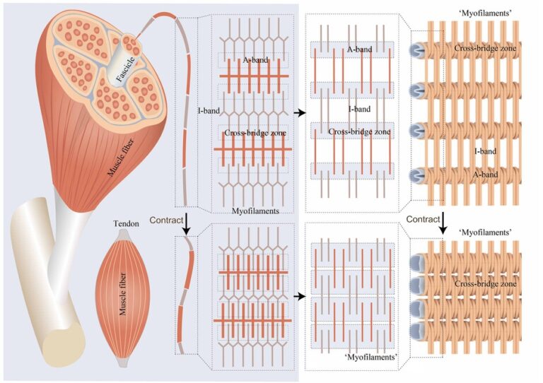 Fluid‐Driven High‐Performance Bionic Artificial Muscle with Adjustable ...